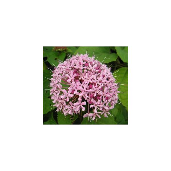 牡丹臭木（ボタンクサギ）クマツヅラ(シソ)科６寸ポット植え葉をもむと独特の臭気が出ることから、臭木と呼ばれる。■管理のポイント肥沃な用土を好み、水はけと水持ちが良い場所を好みます。日当たり〜半日陰で育ちます。耐寒性は比較的ありますが、路地植...