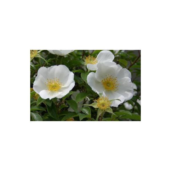 規格：3号（直径約9cm）ポット植え苗挿し木１〜2年生苗樹高：5〜20cm程度