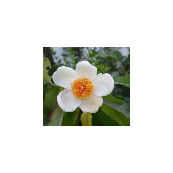 アメリカ夏椿（なつつばき）　　フランクリン・マラタマハ9センチポット植え秋の紅葉と花の美しいアメリカ産のナツツバキです。1770年米国ジョージア州で発見され現在は全滅した珍しい夏椿の品種です。小木のうちから毎年花が咲きます。耐寒性は強く栽培...