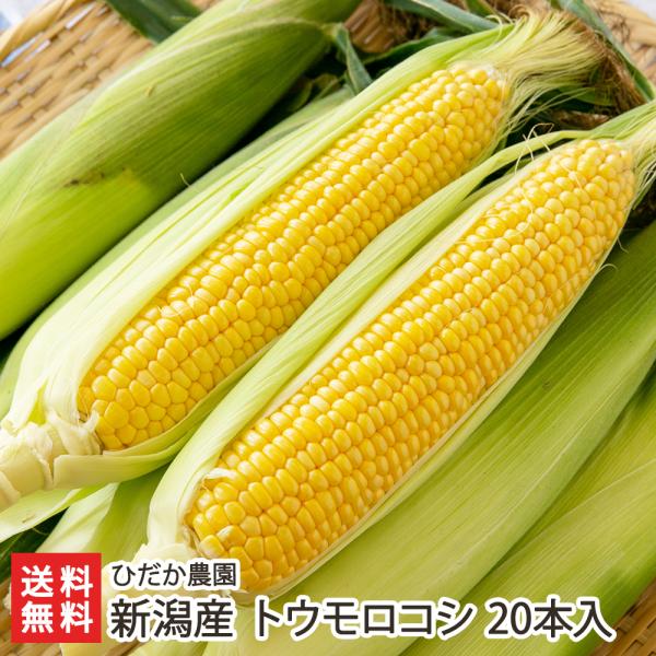 【発売日：2026年06月27日】スイートコーンの中でも、特に甘みの強い品種です。その甘さはフルーツに匹敵するほど！とってもみずみずしく、かぶりついたらジューシーな果汁があふれ出ます。夏を代表する味覚をご堪能ください！新潟市西区のひだか農園...