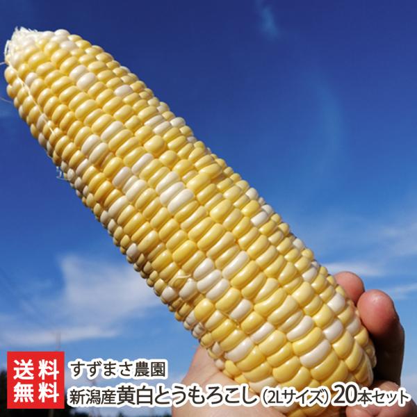 【発売日：2026年06月17日】甘くてジューシーなスイートコーンを朝採りでお届け！生でも食べられるので、まずはフレッシュな旨みを堪能し、その後は加熱して濃厚な甘さをお楽しみください。お中元や暑中見舞にもおすすめ！新潟市西区の砂丘地でたくさ...