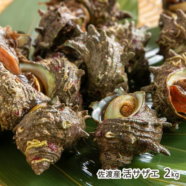 海産物の宝庫・佐渡島から、活サザエをお届け。一定期間、海洋深層水で蓄養することで雑味のない味わいに。コリコリ食感と、噛むごとに溢れる旨味がたまりません。鮮度抜群なので、生食もおすすめ！豊富な海の幸に恵まれた佐渡島。栄養分をたっぷり含んだ水が...