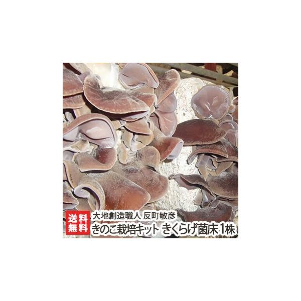 安心・楽しい・美味しいを味わえちゃう！完全無農薬の有機菌床で、自宅で簡単に栽培でき、収穫したきのこは美味しく食べられます。上手く育てれば、繰り返し何度も収穫可能！子どもの食育にも大人気です。きくらげ/キクラゲ/木耳/栽培セット/茸/きのこ/...