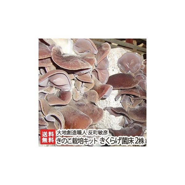 安心・楽しい・美味しいを味わえちゃう！完全無農薬の有機菌床で、自宅で簡単に栽培でき、収穫したきのこは美味しく食べられます。上手く育てれば、繰り返し何度も収穫可能！子どもの食育にも大人気です。きくらげ/木耳/キクラゲ/栽培セット/茸/きのこ/...