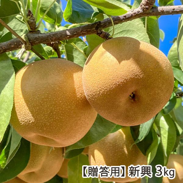 【発売日：2026年10月17日】果物王国・加茂市の果樹農家が手塩にかけた和梨です。雄大な信濃川の恵みを受ける肥沃な土壌で、濃厚な甘みを蓄えました。「シャリ」「シャキ」という心地良い食感と、みずみずしい果汁をご堪能ください。おおの果樹園は、...