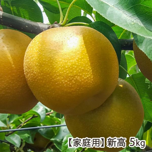 【発売日：2026年09月17日】果物王国・加茂市の果樹農家が手塩にかけた和梨です。雄大な信濃川の恵みを受ける肥沃な土壌で、濃厚な甘みを蓄えました。「シャリ」「シャキ」という心地良い食感と、みずみずしい果汁をご堪能ください。おおの果樹園は、...