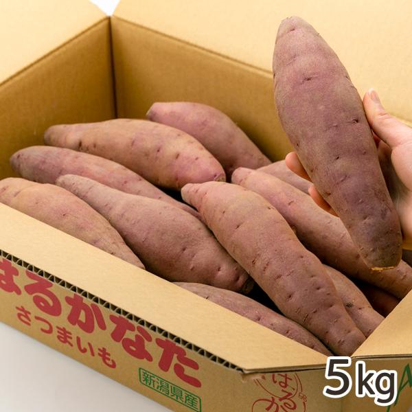 JA北新潟が特に力を入れて生産している、さつまいも「はるかなた」。収穫後、専用の貯蔵庫で2ヵ月ほど熟成させます。濃厚で上品な甘さと、なめらかな口どけは、スイーツを食べているような感覚です！JA北新潟が「はるかなた」という名前でブランド化した...