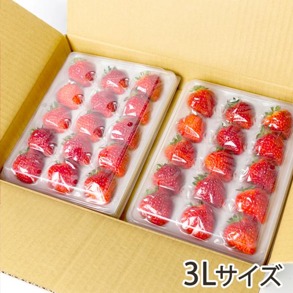 【発売日：2026年01月28日】なかなか県外に出回らない、新潟が誇るブランド苺「越後姫」。有機質肥料で育てた「山倉農園」の苺は、ハリのあるジューシーな実と濃厚な甘さが特徴。甘酸っぱい香りが、春の訪れを知らせてくれます。甘みが強く豊かな香り...