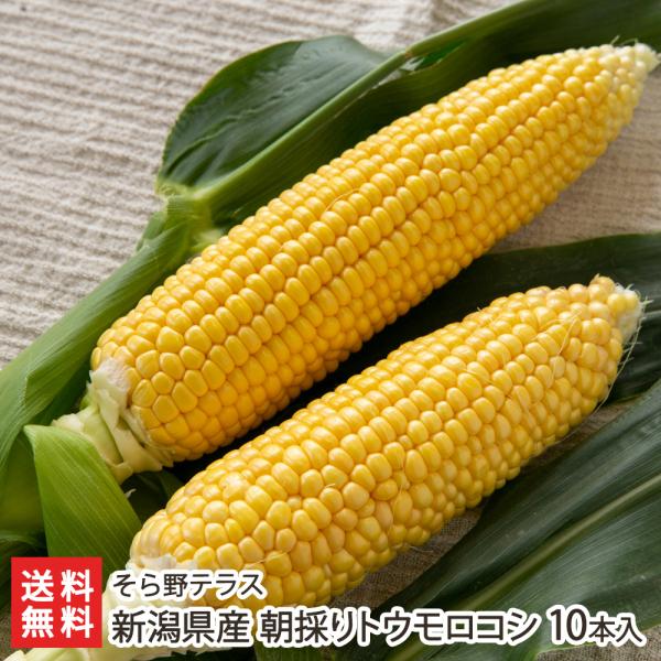 【発売日：2026年06月17日】新潟市西蒲区の人気直売所「そら野テラス」で、毎年飛ぶように売れる「トウモロコシ」です。朝採り新鮮、甘さとみずみずしさが自慢！一本まるごと、かぶりつきたくなる美味しさですよ〜。新潟市西蒲区の「そら野テラス」で...