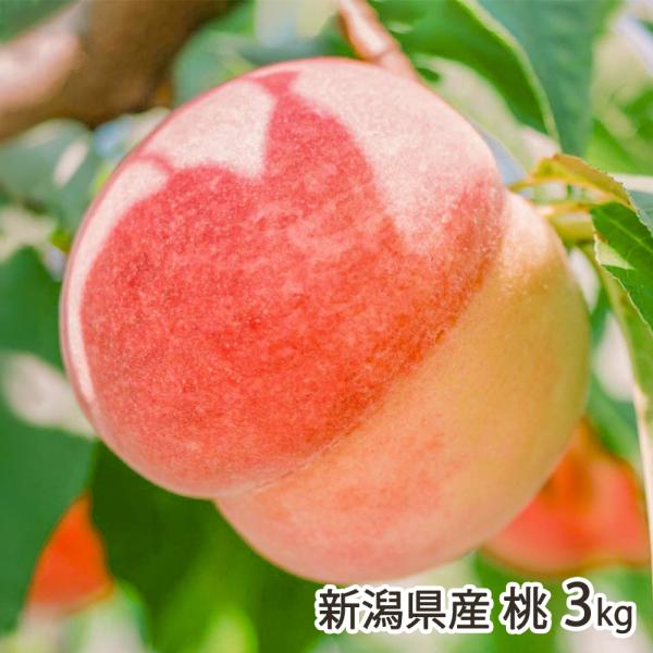 【発売日：2026年07月17日】柔らかい果肉と濃厚な果汁が魅力の桃です。日本一の大河・信濃川がもたらす肥沃な土壌で、甘みをたっぷり蓄えました。日々の細やかな管理のもと、愛情を込めて育てています。ギフトにもおすすめですよ。加茂市は県内有数の...