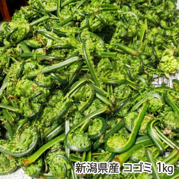 【発売日：2026年04月07日】雄大な鉾ヶ岳の麓で、雪解け水と肥沃な土壌が育んだ能生谷の山菜です。厳しい冬を越えて顔を出した山菜を、一つひとつ丁寧に採集し、朝採りのものをその日のうちに発送！春の香りをお届けします。糸魚川市能生谷の「おおか...