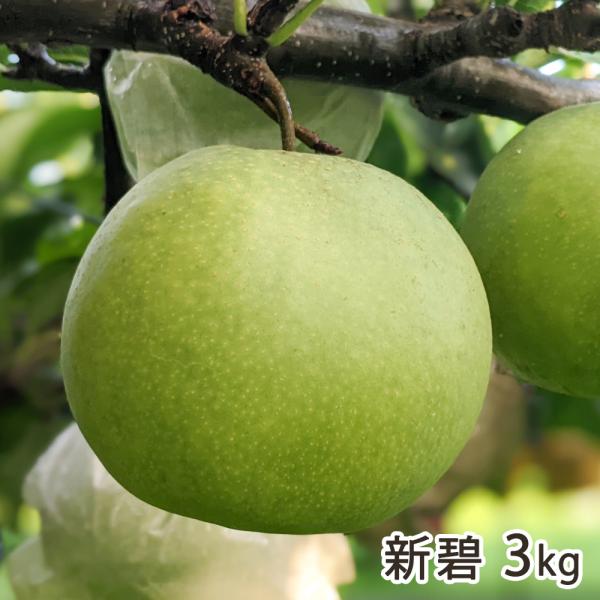 【発売日：2026年08月28日】古くから栽培が盛んな小阿賀野川周辺で育った和梨。自家製のぼかし肥料によって、濃厚な甘さを最大限引き出しました。和梨の一大産地である、新潟市江南区二本木地区の「佐藤梨園」。保水力と水はけのバランスに優れ、川が...