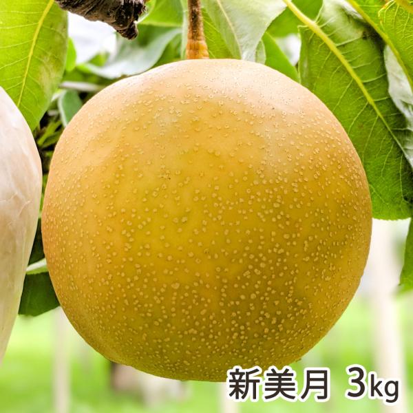 【発売日：2026年09月07日】古くから栽培が盛んな小阿賀野川周辺で育った和梨。自家製のぼかし肥料によって、濃厚な甘さを最大限引き出しました。和梨の一大産地である、新潟市江南区二本木地区の「佐藤梨園」。保水力と水はけのバランスに優れ、川が...