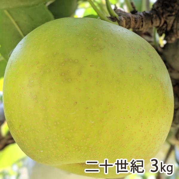 【発売日：2026年09月07日】古くから栽培が盛んな小阿賀野川周辺で育った和梨。自家製のぼかし肥料によって、濃厚な甘さを最大限引き出しました。和梨の一大産地である、新潟市江南区二本木地区の「佐藤梨園」。保水力と水はけのバランスに優れ、川が...