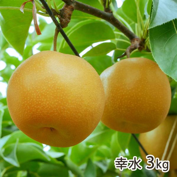 【発売日：2026年08月07日】新潟市江南区で育てられた和梨。有機質肥料と、すべての実に袋をかける丁寧な手仕事によって、濃厚な甘みと美しい姿を持つ梨が生み出されます。古くから梨栽培が盛んな新潟市江南区茅野山地区で、代々続く梨づくりを受け継...