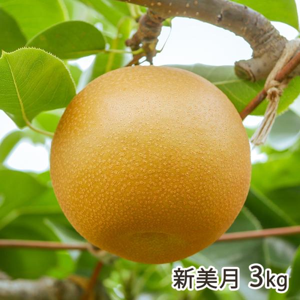 【発売日：2026年08月28日】新潟市江南区で育てられた和梨。有機質肥料と、すべての実に袋をかける丁寧な手仕事によって、濃厚な甘みと美しい姿を持つ梨が生み出されます。古くから梨栽培が盛んな新潟市江南区茅野山地区で、代々続く梨づくりを受け継...