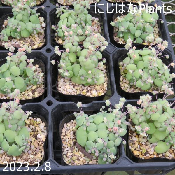 クラッスラ ネモロサ : にじはなPlants - 通販 - Yahoo!ショッピング クラッスラ ネモロサ : にじはなPlants - 通販 - Yahoo!ショッピング
