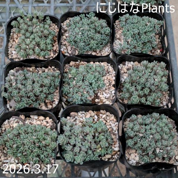 夕張岳に自生するカラフトミセバヤの変種です。コンパクトに生育し、夏、茎の先端に薄ピンクの花を咲かせます。冬季地上部は枯れますが、株元に多数の冬芽を形成します。ミセバヤ同様に丈夫で育てやすいです。ユーパリミセバヤHylotelephium p...