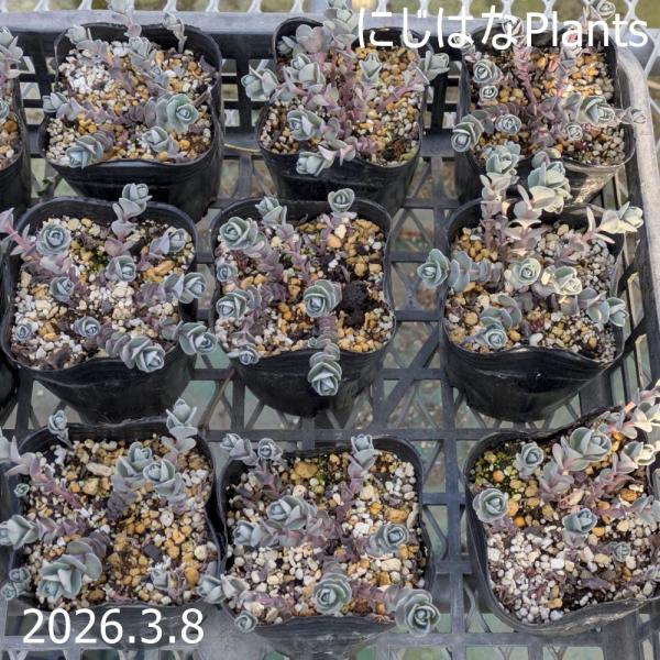 セダム　'バートラムアンダーソン'Sedum 'Bertram Anderson'ベンケイソウ科ヒロテレフィウム属耐寒性　強耐暑性　強高　さ　約20cm別　名　カラス葉ミセバヤミセバヤの銅葉品種で黒っぽい葉が美しいです。枝が横に広がるように...