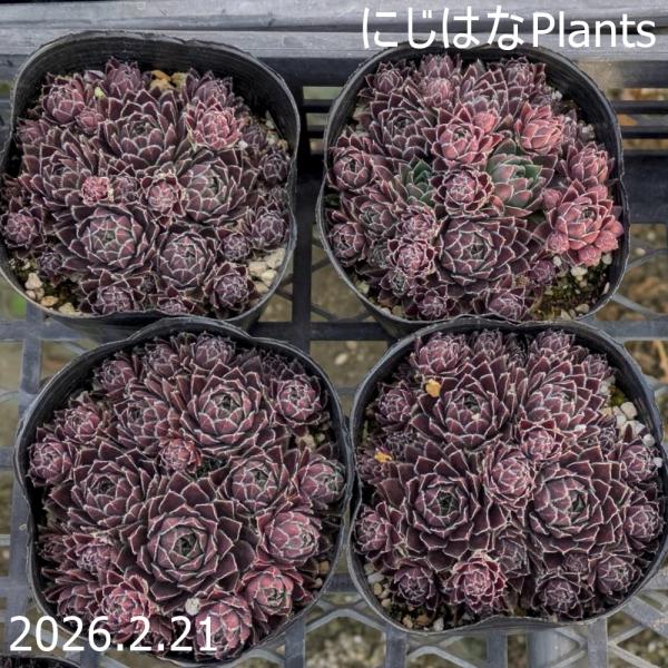 ジョビバルバ ヒルタ 変種オリンピカムJovibarba hirta var. olympicumベンケイソウ科　ジョビバルバ属耐寒性　強耐暑性　普通高　さ　約5〜10cmヨーロッパアルプス周辺に自生し耐寒性、乾燥に非常に強いです。種によっ...