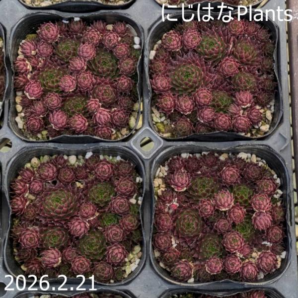 ジョビバルバ ヒルタ グラブレスケンス ハイ タトラ産（スロバキア タトラ山脈）Jovibarba hirta glabrescens f/High Tatraベンケイソウ科　ジョビバルバ属耐寒性　強耐暑性　普通高　さ　約5〜10cmヨーロ...