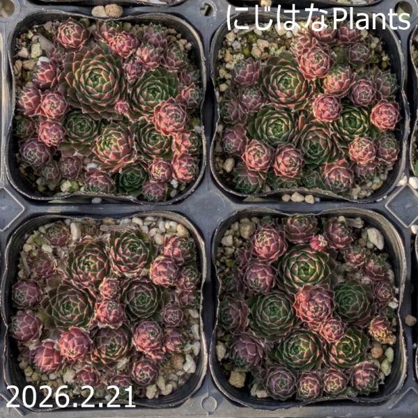 ジョビバルバ ソボリフェラ ヴェルカ産Jovibarba sobolifera f/Velkaベンケイソウ科　ジョビバルバ属耐寒性　強耐暑性　普通高　さ　約5〜10cmヨーロッパアルプス周辺に自生し耐寒性、乾燥に非常に強いです。種によって葉...