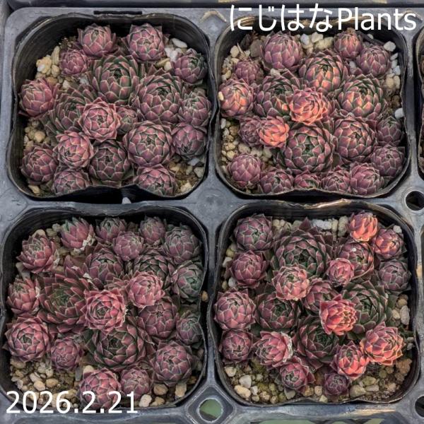 ジョビバルバ ソボリフェラ 'ペール'Jovibarba sobolifera 'Pale'=globifera 'Pale'ベンケイソウ科　ジョビバルバ属耐寒性　強耐暑性　普通高　さ　約5〜10cmヨーロッパアルプス周辺に自生し耐寒性、乾...