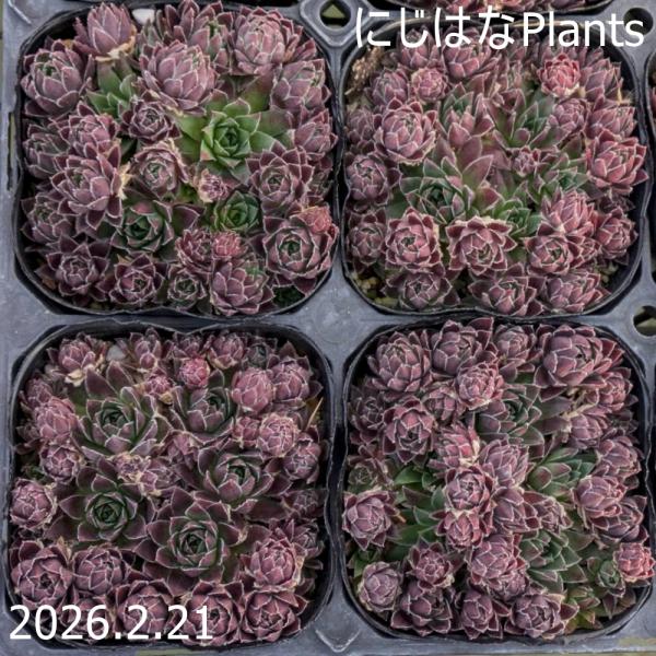 ジョビバルバ ヒルタ オービスク峠産Jovibarba hirta f/Col d' Aubisqueベンケイソウ科　ジョビバルバ属耐寒性　強耐暑性　普通高　さ　約5〜10cmヨーロッパアルプス周辺に自生し耐寒性、乾燥に非常に強いです。種に...