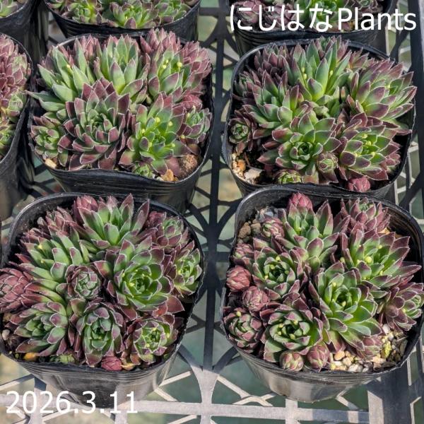 ジョビバルバ アレナリア ムルタール産Jovibarba globiferum subsp. arenarium f/Murtalベンケイソウ科　ジョビバルバ属耐寒性　強耐暑性　普通高　さ　約5〜10cmヨーロッパアルプス周辺に自生し耐寒性...