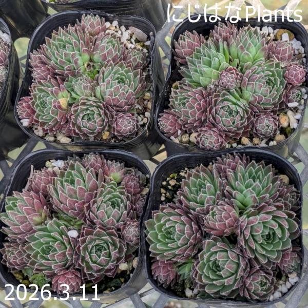 ジョビバルバ ヒルタ ’ラックス’Jovibarba globiferum ssp. hirtum 'Rax'ベンケイソウ科　ジョビバルバ属耐寒性　強耐暑性　普通高　さ　約5〜10cmヨーロッパアルプス周辺に自生し耐寒性、乾燥に非常に強いで...