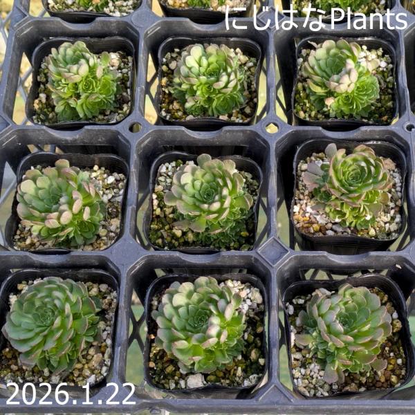 ロスラリア プラティフィラRosularia platyphyllaベンケイソウ科ロスラリア属耐寒性　強耐暑性　普通高　さ　約5cm＜耐寒性、耐暑性表示について（多肉植物）＞耐寒性　強　　0℃から-10℃以下可　　　　普通　0℃程度まで、霜...