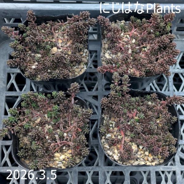 ヨーロッパ〜西アジア等が原産のアルブムの小葉品種です。冬季の赤い葉がとても美しく、茎が匍匐し密なマットになります。初夏に白色の花が咲きます。アルブムで最もメジャーな品種です。性質がとても強く、屋上緑化にも使われます。セダム アルブム 'コー...