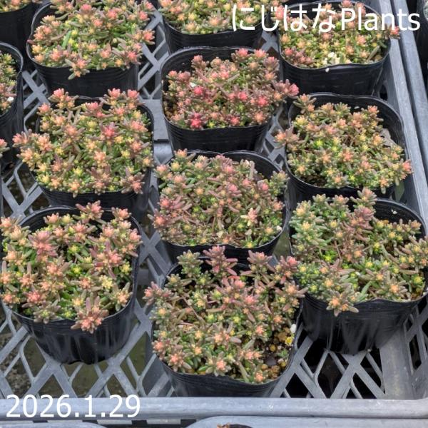 ヨーロッパに広く分布するアルブムのうち、秋〜春の涼しい時期に先端に斑が入る品種です。暖かい時は濃緑になり、冬は赤く紅葉します。「Bella d' Inverno＝冬の美」という名の通り、寒い時期に白斑（季節斑）が入ります。きれいに斑を入れる...