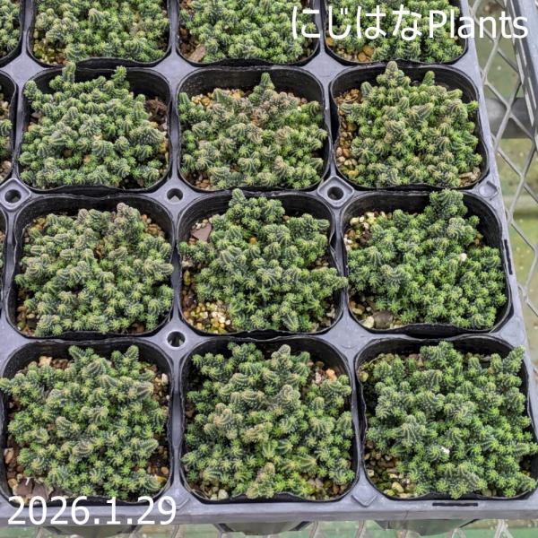 濃緑のらせん状の葉が密に付き、マット状に生育します。冬はブロンズグリーンに紅葉します。性質は強健。ヨーロッパ原産。セダム サクサグラレ 'モスグリーン'Sedum sexangulare 'Moss Green'ベンケイソウ科セダム属耐寒性...