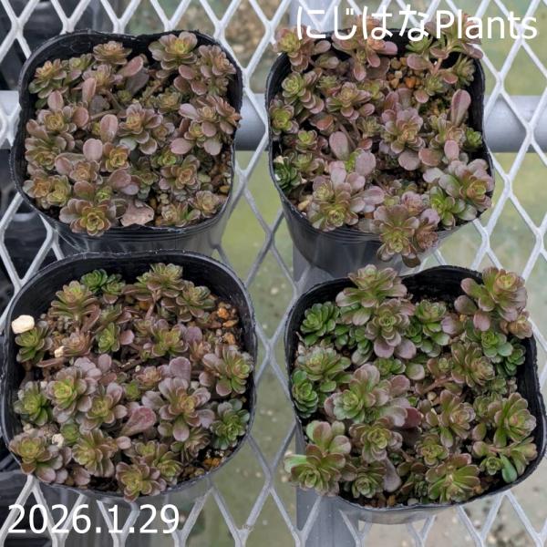 日本原産マルバマンネングサの園芸品種です。寒さに当たると濃い銅葉になります。茎が匍匐しマット状に生育し、初夏に黄色の花を咲かせます。日本原産なので高温多湿にも寒さにも強いです。セダム サルサヴェルデSedum makinoi 'Salsa ...