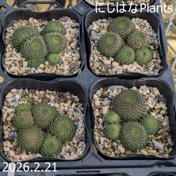 センペルビブム オクトポデスSempervivum ciliosum subsp.octopodes原種（バルカン半島北部）　小型ベンケイソウ科　センペルビブム属耐寒性　強耐暑性　普通高　さ　約5cmヨーロッパ〜西アジアの山岳に自生し耐寒性...