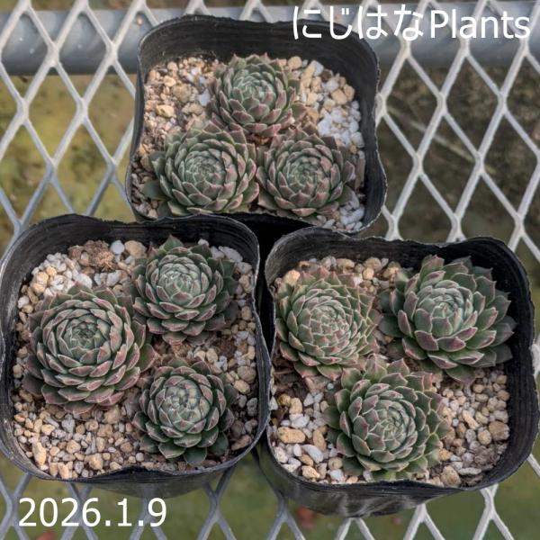 センペルビブム 'リップスティック'Sempervivum 'Lipstick'アメリカ　1970年 中型ベンケイソウ科　センペルビブム属耐寒性　強耐暑性　普通高　さ　約5〜10cmヨーロッパ〜西アジアの山岳に自生し耐寒性、乾燥に非常に強い...