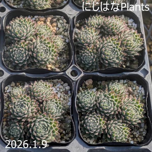 センペルビブム 'アヴェリル'Sempervivum 'Averil'ベルギー 1996年　中型ベンケイソウ科　センペルビブム属耐寒性　強耐暑性　普通高　さ　約5〜10cmヨーロッパ〜西アジアの山岳に自生し耐寒性、乾燥に非常に強いです。種に...