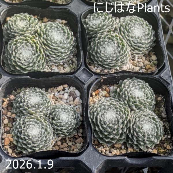 センペルビブム 'クレアチン'Sempervivum arachnoideum 'Clairchin'原種アラクノイディウム系の中型種ベンケイソウ科　センペルビブム属耐寒性　強耐暑性　普通高　さ　約5〜10cmヨーロッパ〜西アジアの山岳に自...