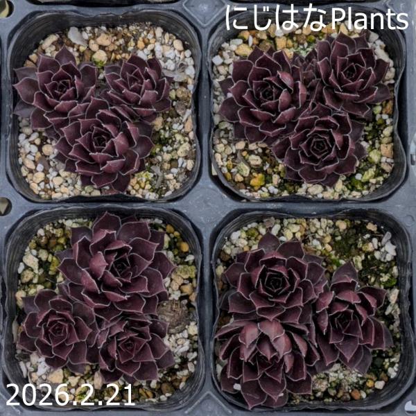 センペルビブム 'パシフィックデビルズフード'Sempervivum 'Pacific Devil's Food'アメリカ　1992年　中型ベンケイソウ科　センペルビブム属耐寒性　強耐暑性　普通高　さ　約5〜10cmヨーロッパ〜西アジアの山...