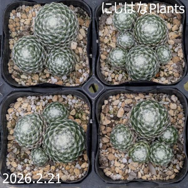 センペルビブム 'ユーコン スノー'Sempervivum 'Yukon Snow'アメリカ　1978年 中型ベンケイソウ科　センペルビブム属耐寒性　強耐暑性　普通高　さ　約5〜10cmヨーロッパ〜西アジアの山岳に自生し耐寒性、乾燥に非常に...