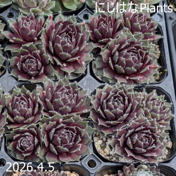 センペルビブム 'ラオレイフ'Sempervivum 'Raureif'ドイツ　1975年 中型ベンケイソウ科　センペルビブム属耐寒性　強耐暑性　普通高　さ　約5〜10cmヨーロッパ〜西アジアの山岳に自生し耐寒性、乾燥に非常に強いです。種に...