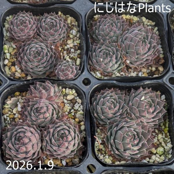 センペルビブム 'グレイ ドーン'Sempervivum 'Gray Dawn'アメリカ　1974年 中型ベンケイソウ科　センペルビブム属耐寒性　強耐暑性　普通高　さ　約5〜10cmヨーロッパ〜西アジアの山岳に自生し耐寒性、乾燥に非常に強い...