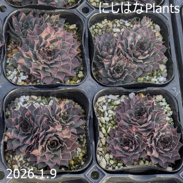 センペルビブム 'ジェラミア'Sempervivum 'Jeramia'アメリカ　1992年 中型ベンケイソウ科　センペルビブム属耐寒性　強耐暑性　普通高　さ　約5〜10cmヨーロッパ〜西アジアの山岳に自生し耐寒性、乾燥に非常に強いです。種...