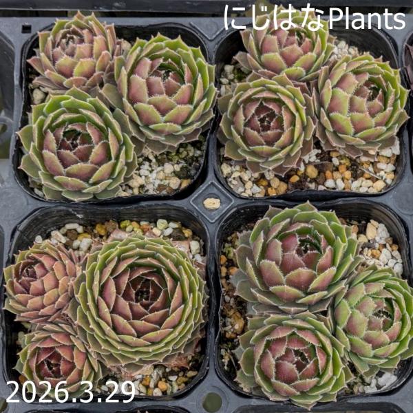 センペルビブム 'マリーンチェ'Sempervivum Marijintje'ベルギー　1977年 中型ベンケイソウ科　センペルビブム属耐寒性　強耐暑性　普通高　さ　約5〜10cmヨーロッパ〜西アジアの山岳に自生し耐寒性、乾燥に非常に強いで...