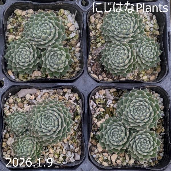 センペルビブム 'プリンセス リトル'Sempervivum 'Princess Little'Andre Smits/ベルギー/1994年 中型ベンケイソウ科　センペルビブム属耐寒性　強耐暑性　普通高　さ　約5〜10cmヨーロッパ〜西アジ...