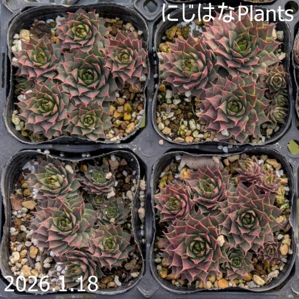 センペルビブム 'ジルコン'Sempervivum 'Zircon'イギリス/1972年 中型ベンケイソウ科　センペルビブム属耐寒性　強耐暑性　普通高　さ　約5〜10cmヨーロッパ〜西アジアの山岳に自生し耐寒性、乾燥に非常に強いです。種によ...