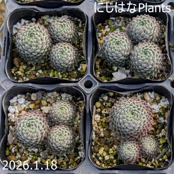 センペルビブム 'ウエンディ'Sempervivum 'Wendy'Len A. Earl/イギリス/1960年 中型ベンケイソウ科　センペルビブム属耐寒性　強耐暑性　普通高　さ　約5〜10cmヨーロッパ〜西アジアの山岳に自生し耐寒性、乾燥...