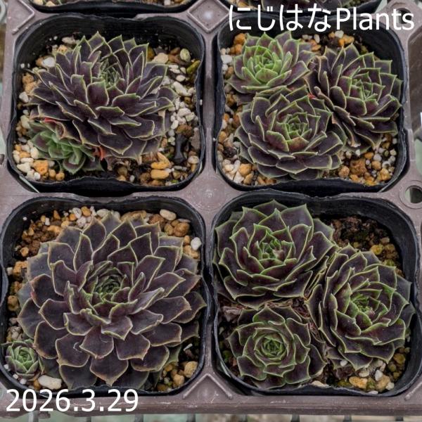 センペルビブム 'メイタイム'Sempervivum 'Maytime'Ed Skrocki/アメリカ/1990年 小型ベンケイソウ科　センペルビブム属耐寒性　強耐暑性　普通高　さ　約5〜10cmヨーロッパ〜西アジアの山岳に自生し耐寒性、乾...