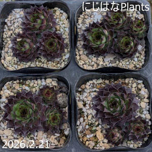 センペルビブム 'ブロンコ'Sempervivum 'Bronco'Martin Haberer/ドイツ/1977年  小型ベンケイソウ科　センペルビブム属耐寒性　強耐暑性　普通高　さ　約5〜10cmヨーロッパ〜西アジアの山岳に自生し耐寒性...